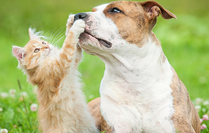 Smithers Animal Hospital-Lincoln | Lincoln, AR 72744
